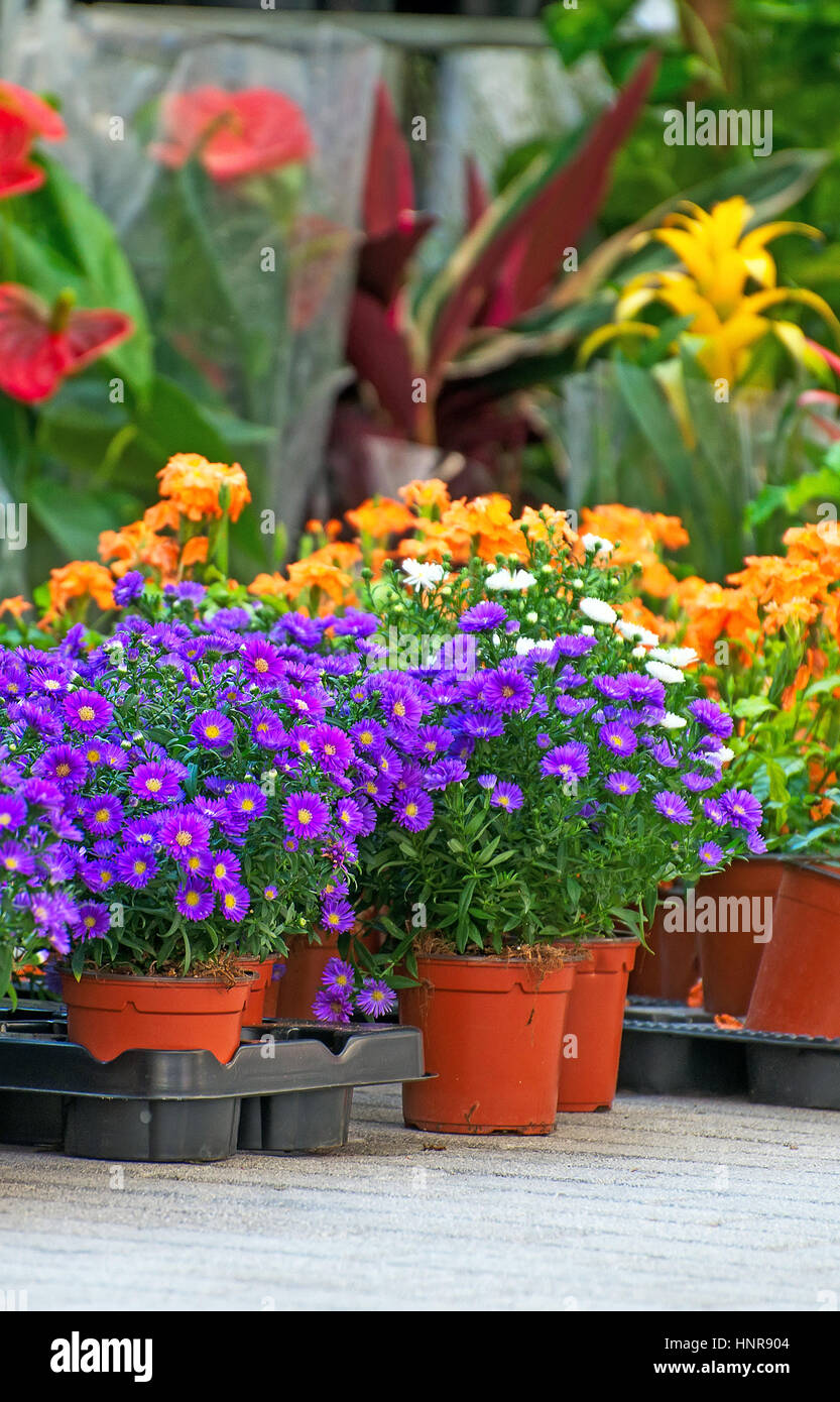 Flower market with variety of flowers Stock Photo - Alamy