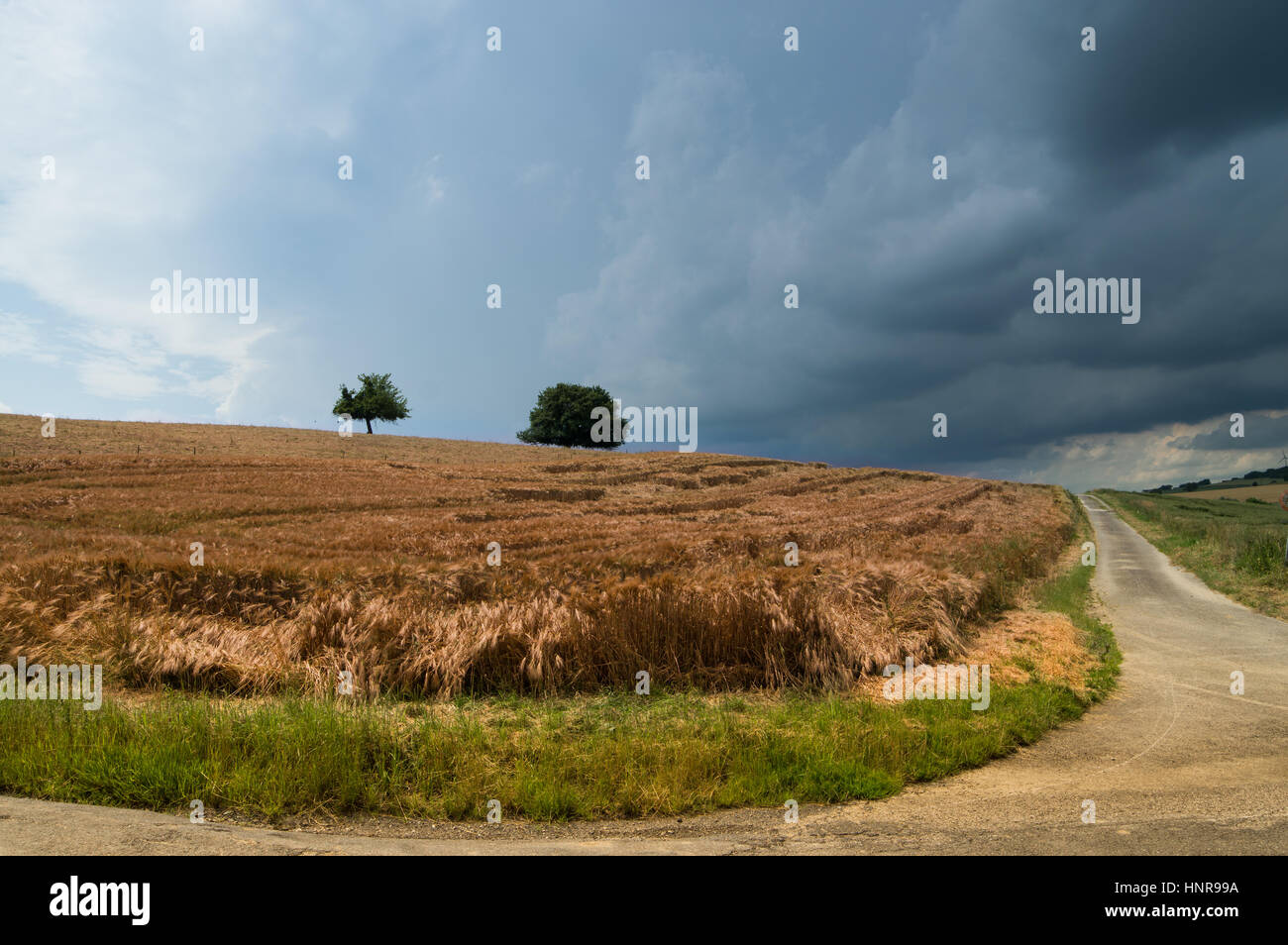 Corn field on farm path hi-res stock photography and images - Alamy
