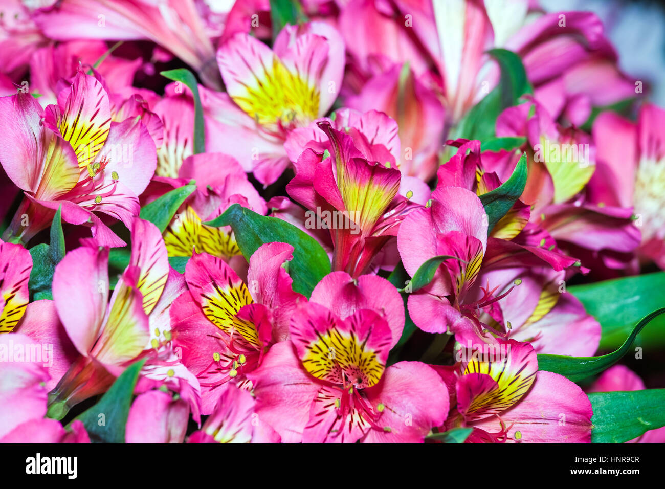 Alstroemeria flowers background Stock Photo - Alamy