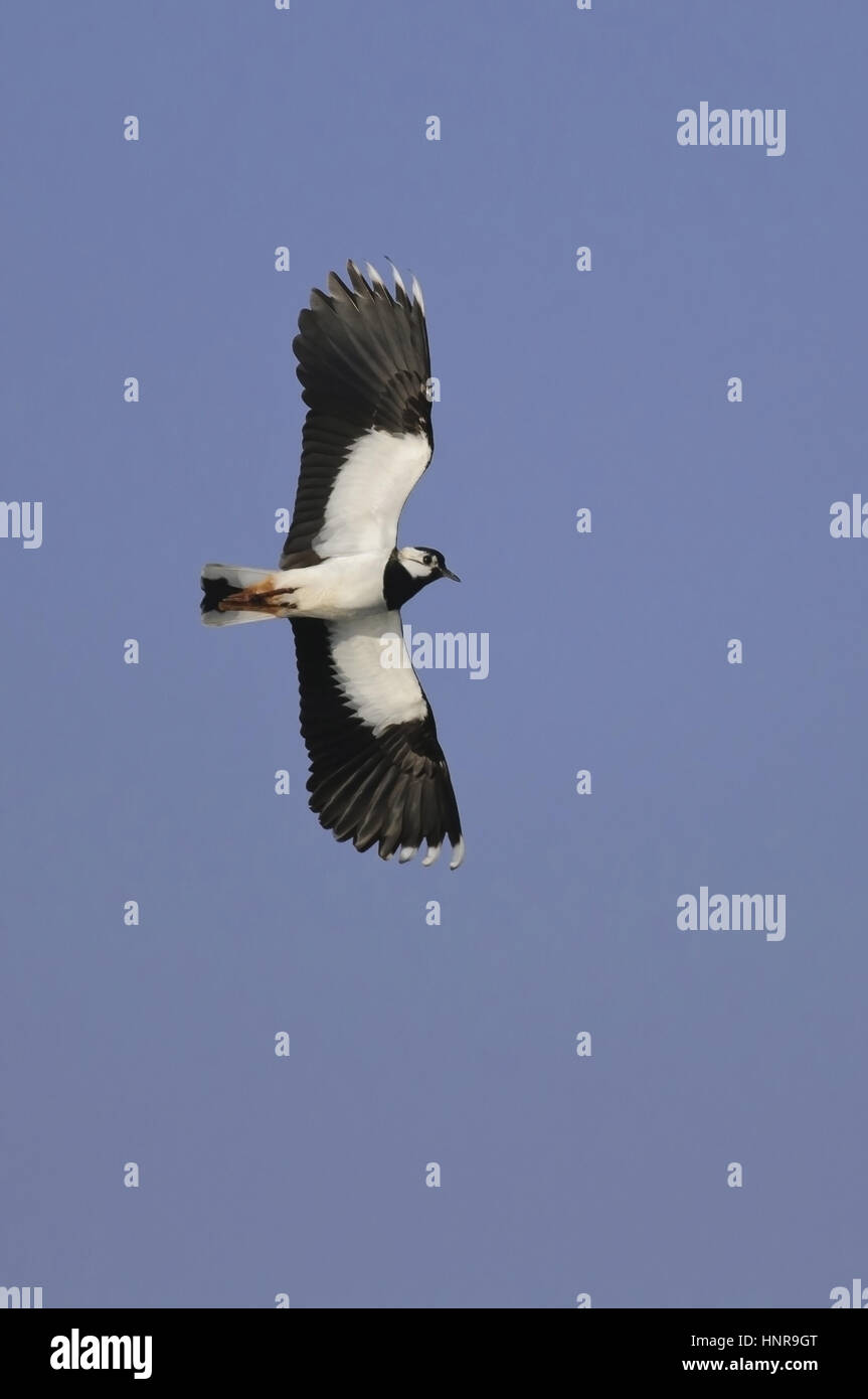 Tuit tuit hi-res stock photography and images - Alamy