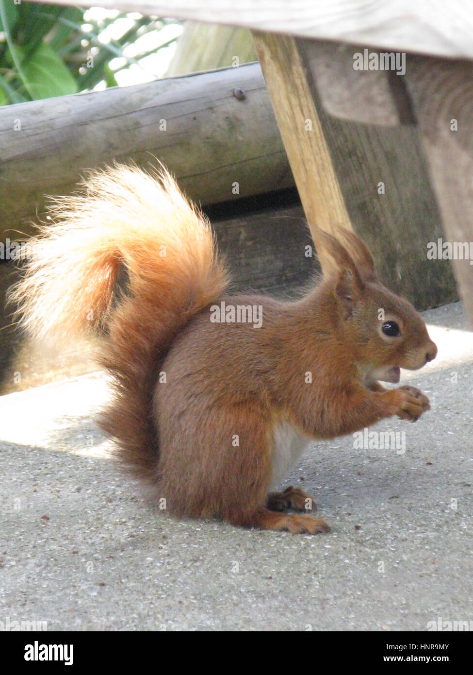 Amazing red squirrel Stock Photo - Alamy