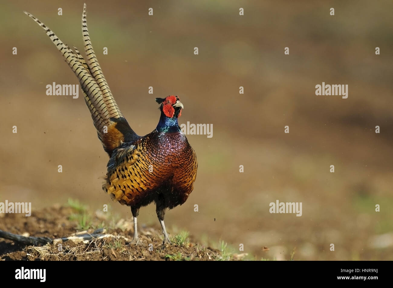 Pheasant brood hi-res stock photography and images - Alamy