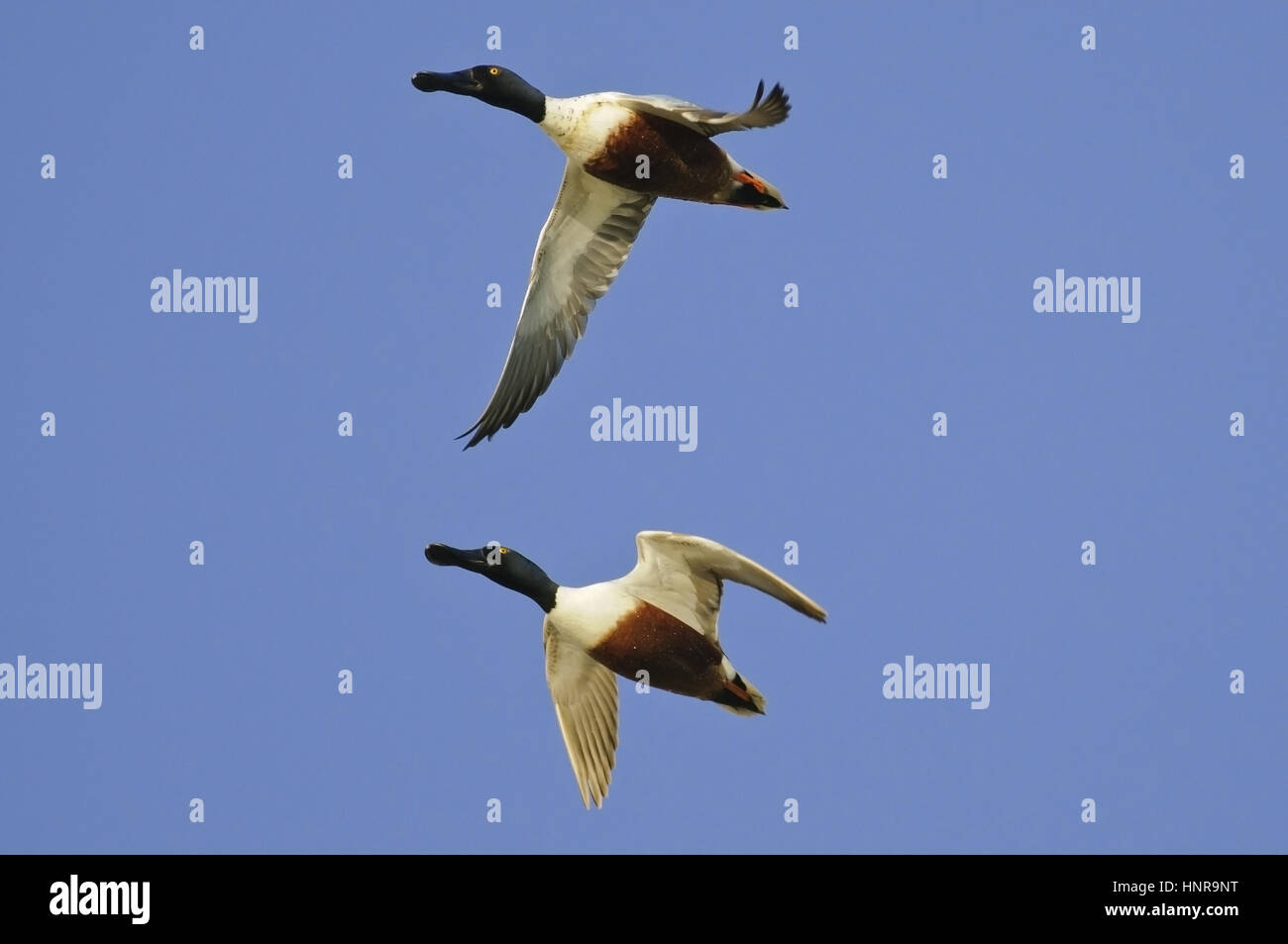 Northern shoveler duck in flight Stock Photo - Alamy