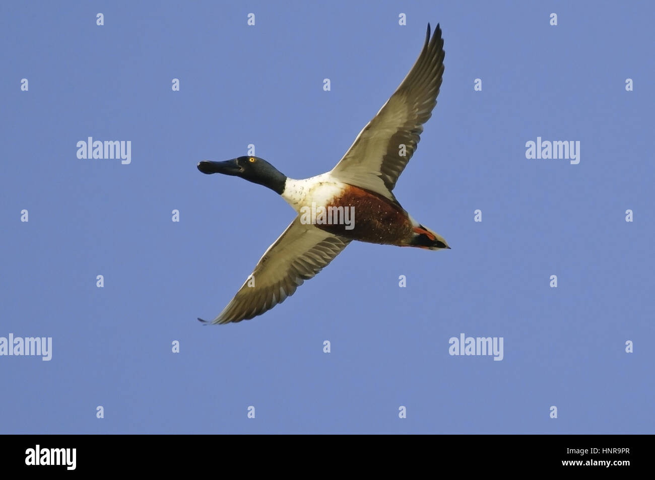 Northern shoveler duck in flight Stock Photo - Alamy