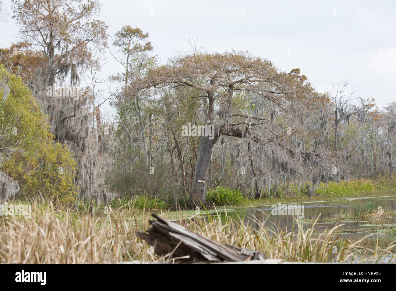 Swamp estuary on the edge of a forest Stock Photo - Alamy