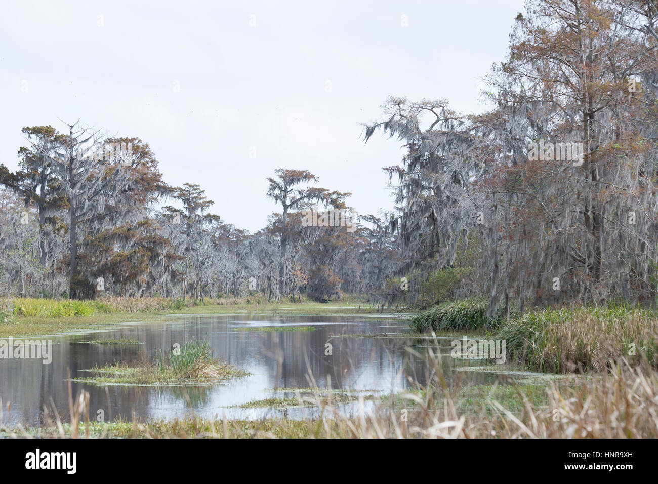 Swamp estuary on the edge of a forest Stock Photo - Alamy