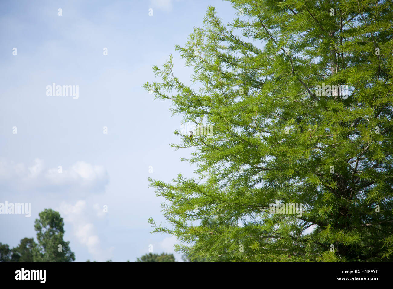 Songbird in a tree branch covered in green spring leaves Stock Photo ...