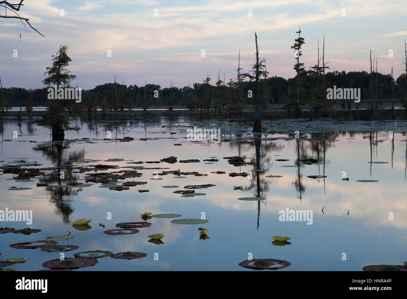 Beautiful swamp landscape filled with trees and lily pads Stock Photo ...