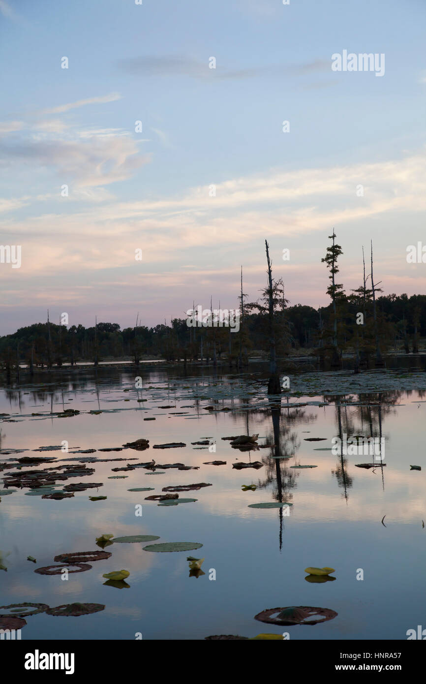 Bayou swamp lily pads hi-res stock photography and images - Alamy