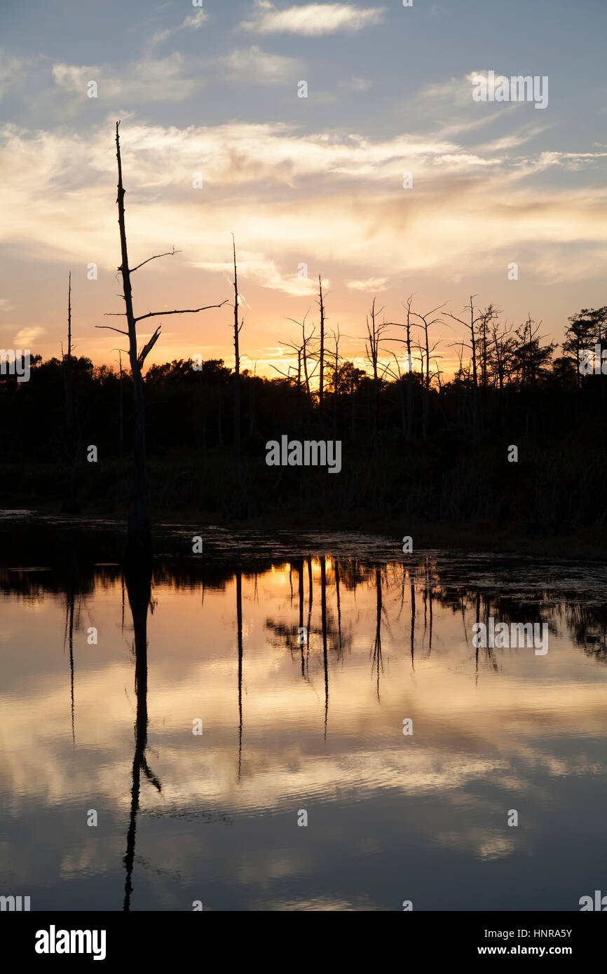 Beautiful swamp shore line at dusk on a cloudy day Stock Photo - Alamy