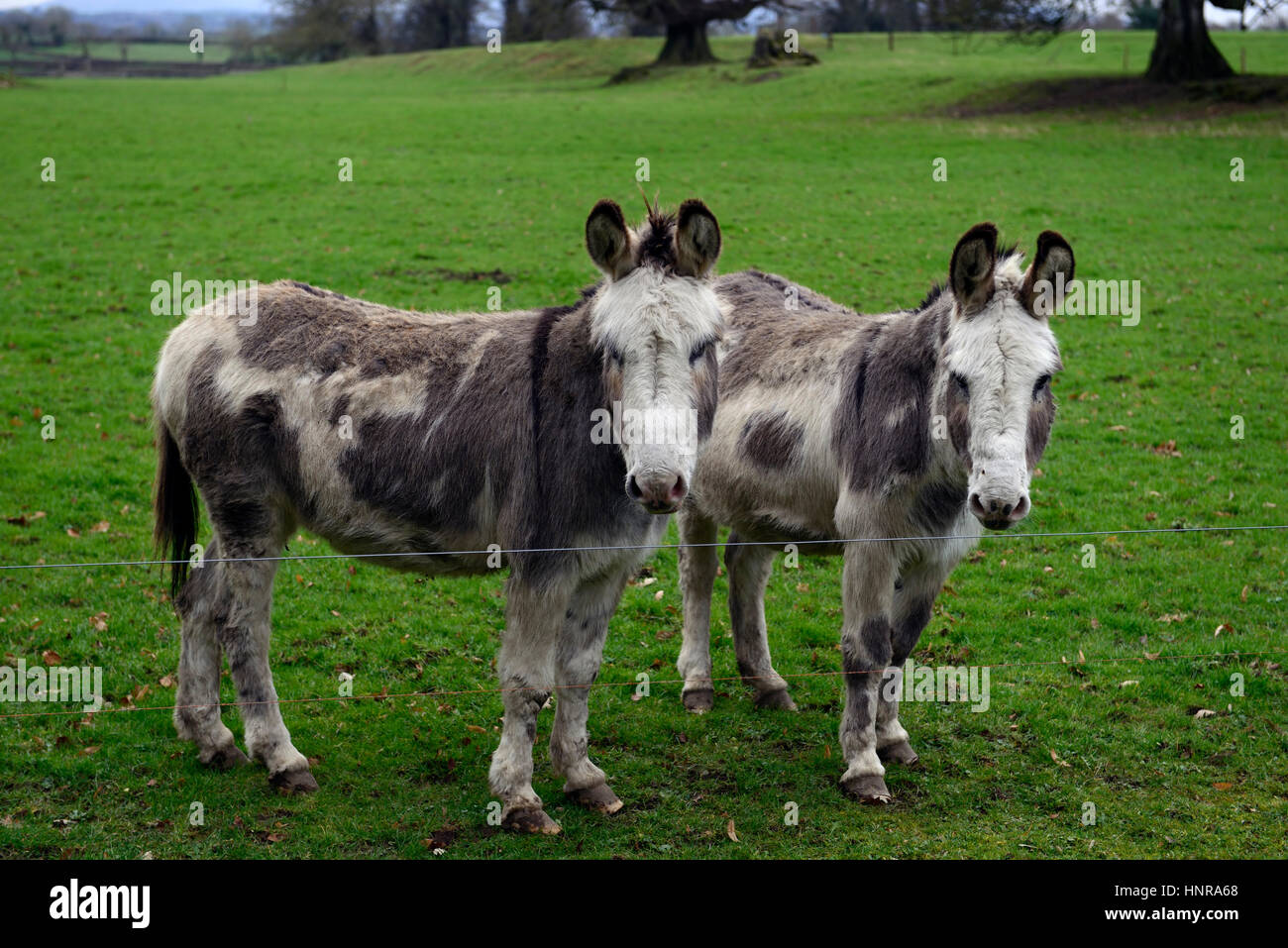 Two donkeys in field hi-res stock photography and images - Alamy