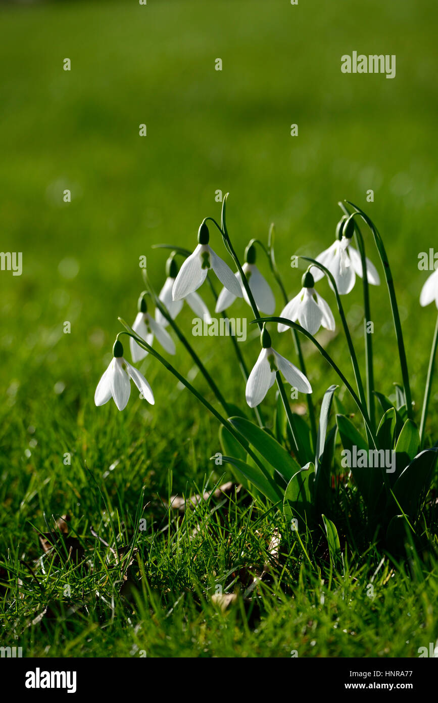 galanthus nivalis, backlit, snowdrop, snowdrops, spring, flower ...