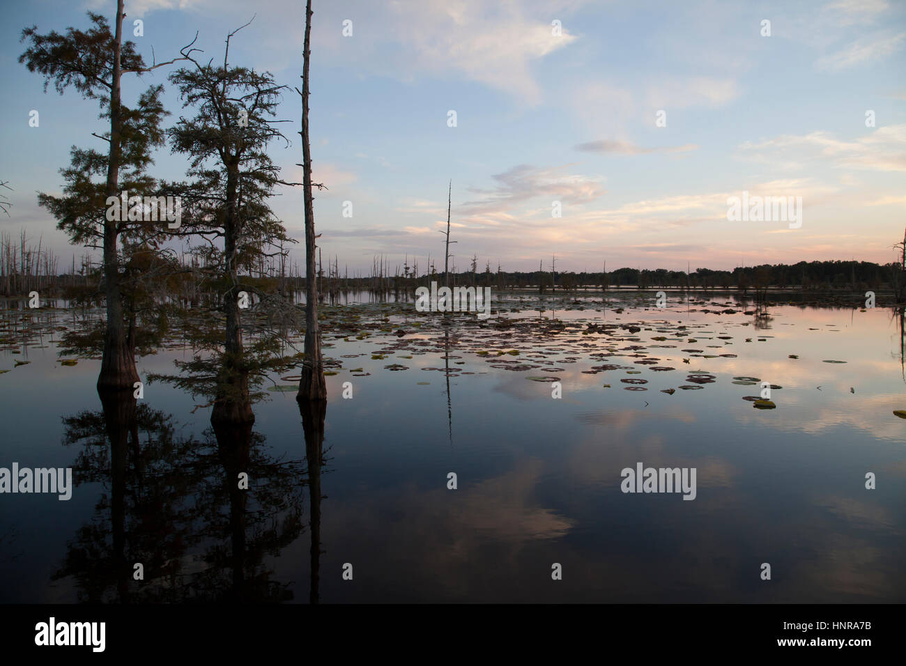 Mississippi delta swamp hi-res stock photography and images - Alamy
