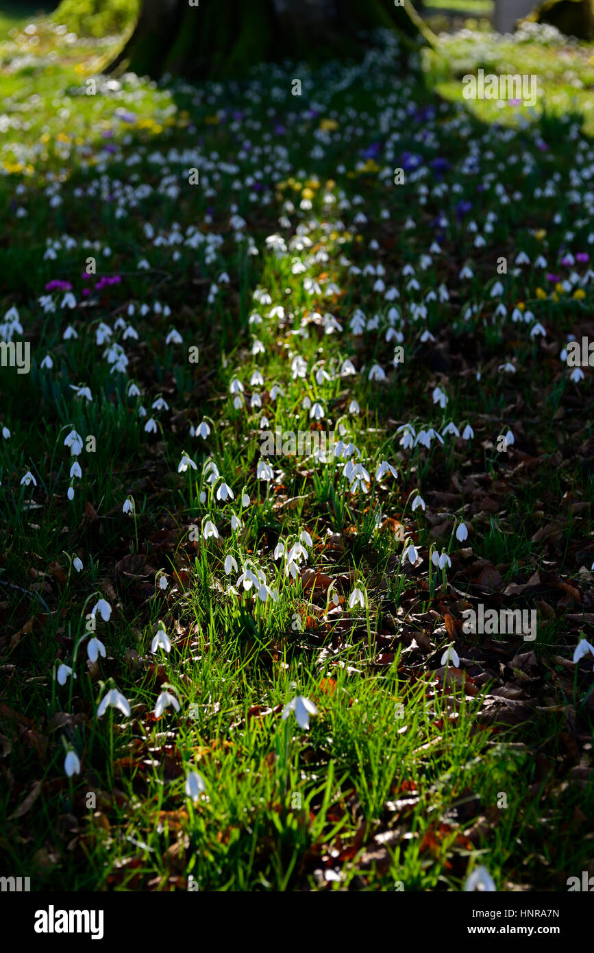 galanthus nivalis, lawn, backlit, snowdrop, snowdrops, spring, flower ...