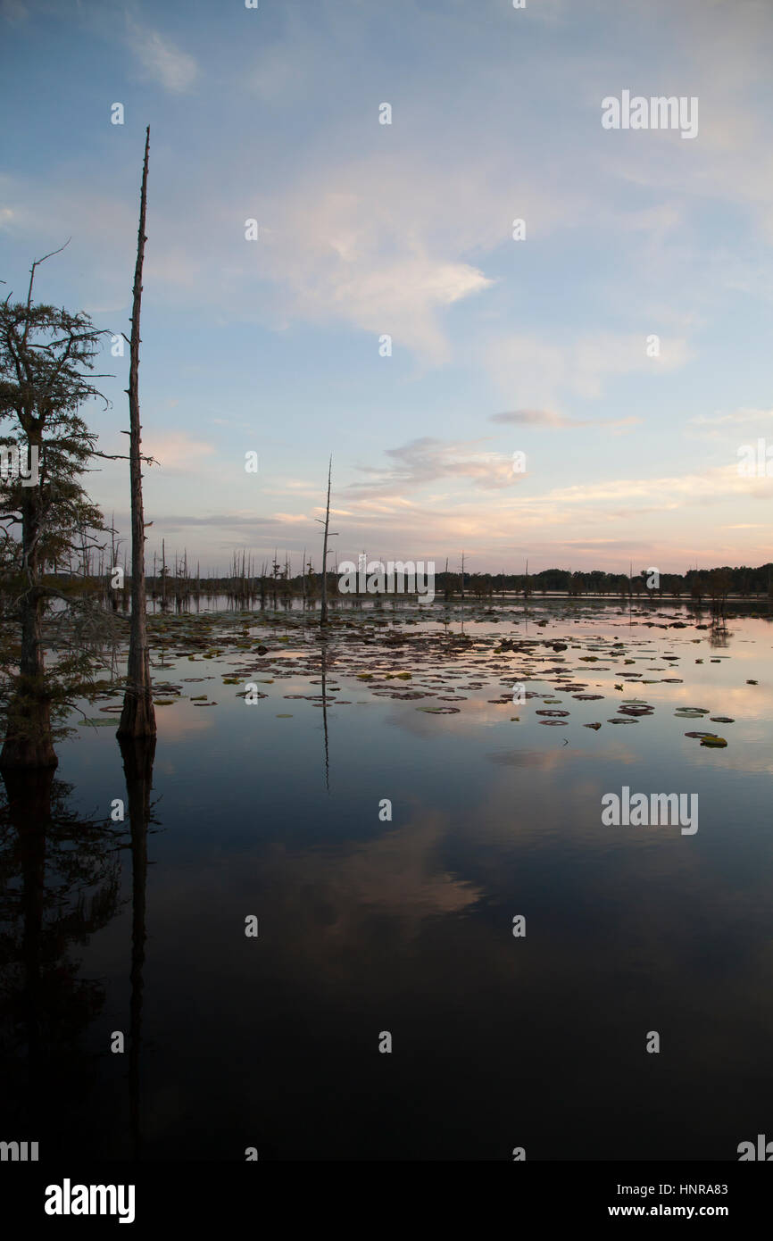 Mississippi delta swamp hi-res stock photography and images - Alamy