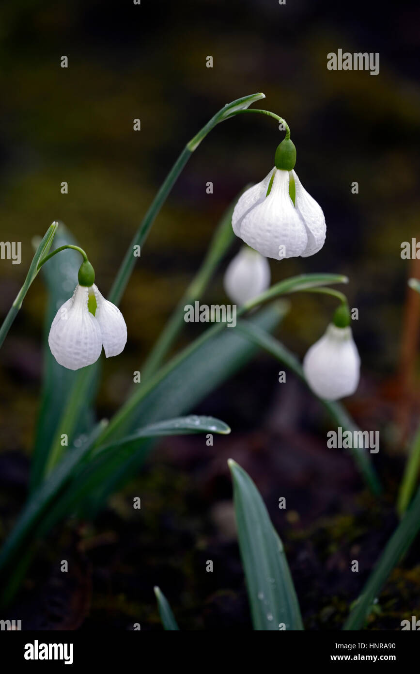 galanthus diggory, snowdrop, snowdrops, spring, flower, flowers ...