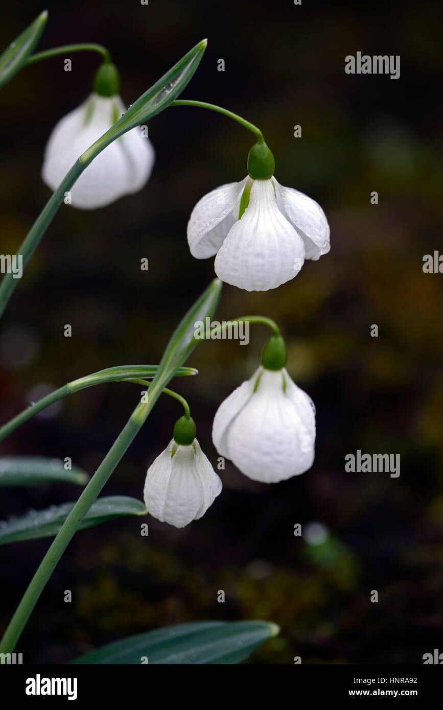 galanthus diggory, snowdrop, snowdrops, spring, flower, flowers ...