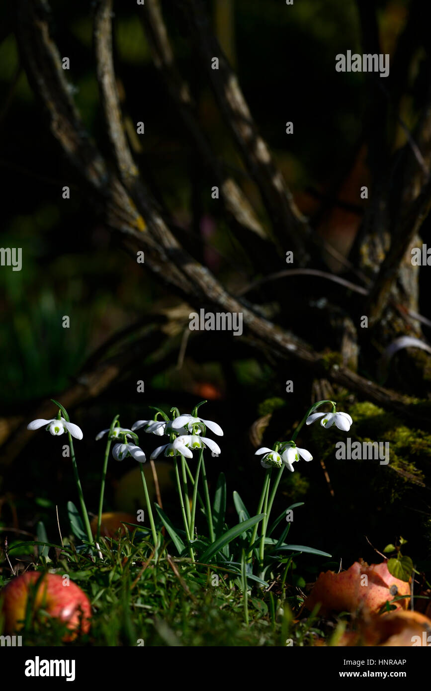 Galanthus greatorex doubles hi-res stock photography and images - Alamy Galanthus greatorex doubles hi-res stock photography and images - Alamy