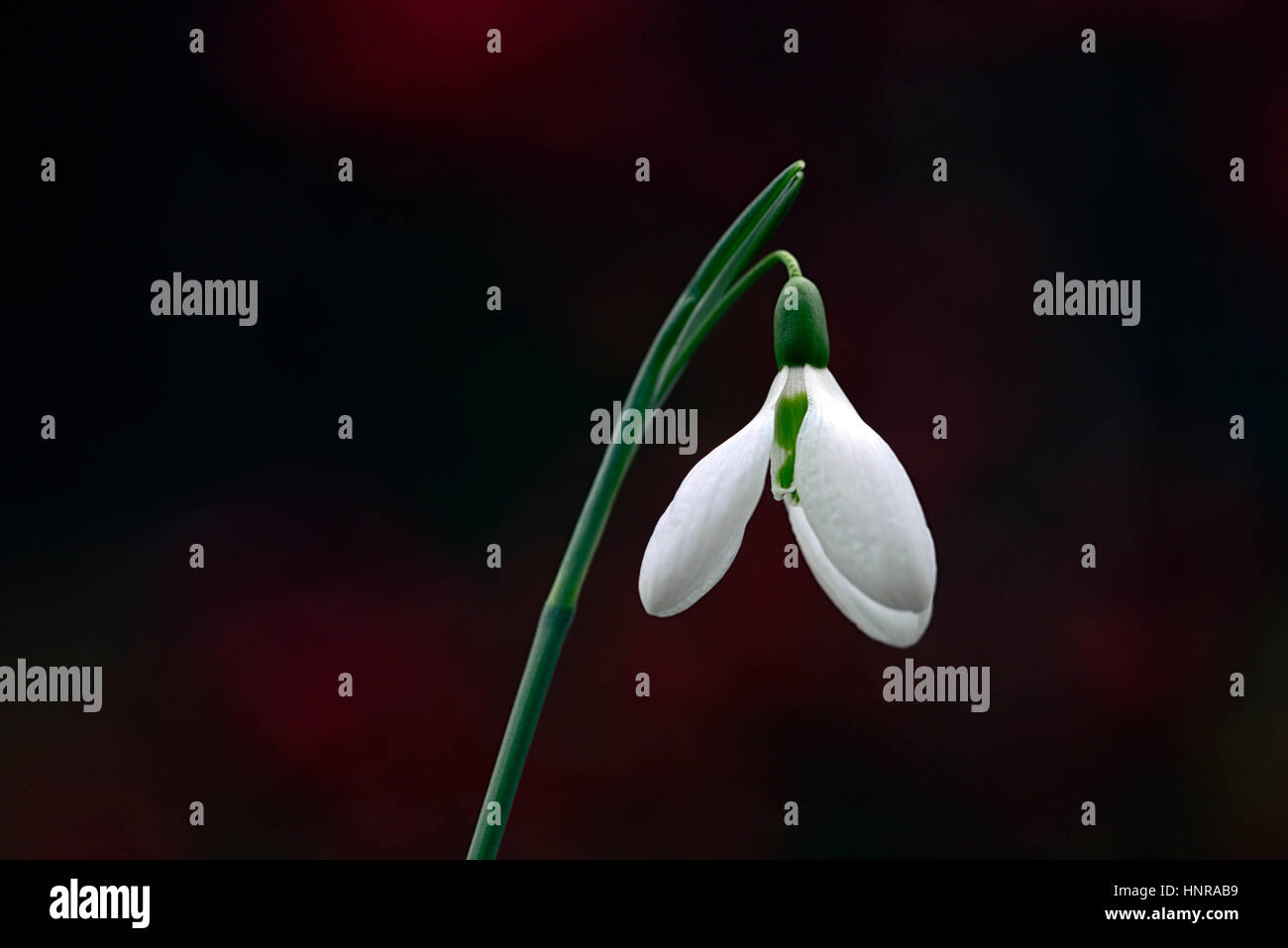 Galanthus Hunton Herald, christmas, early, snowdrop, white, flowers ...