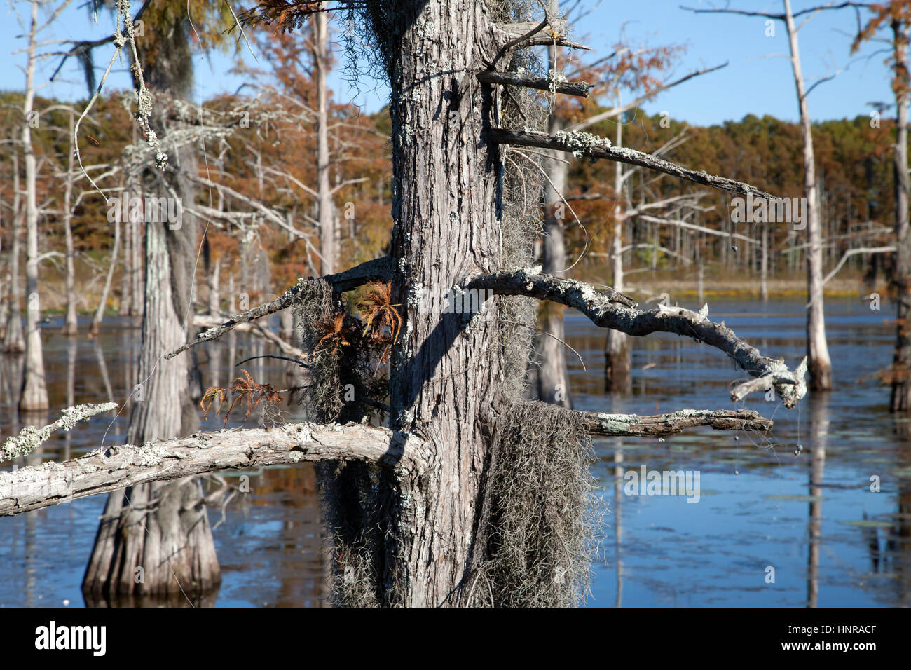 Close up of trees within a swamp during the fall Stock Photo - Alamy