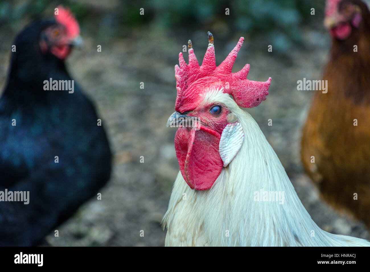 Large white rooster hen with red cockscomb Stock Photo - Alamy