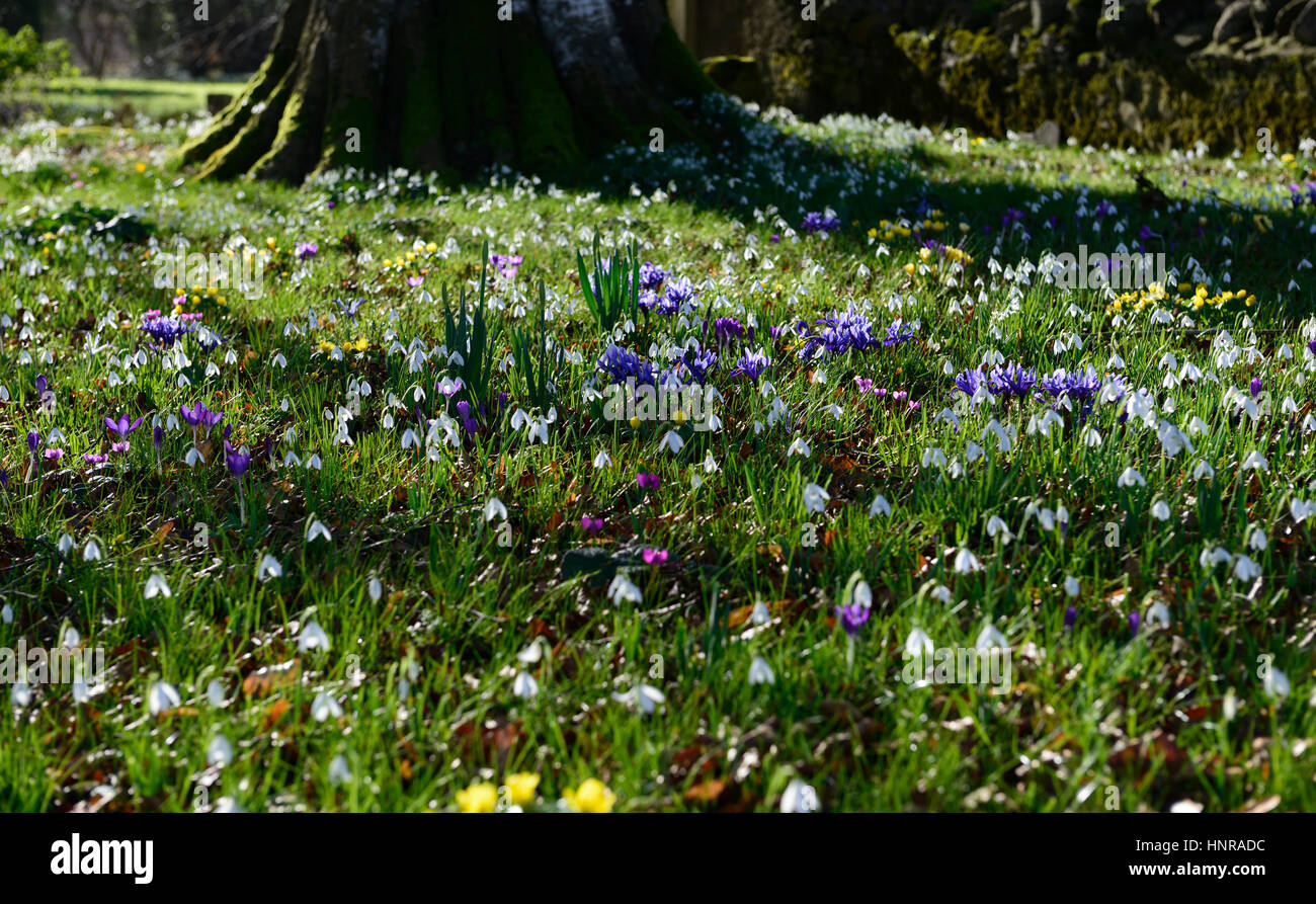 Iris and snowdrop hi-res stock photography and images - Alamy