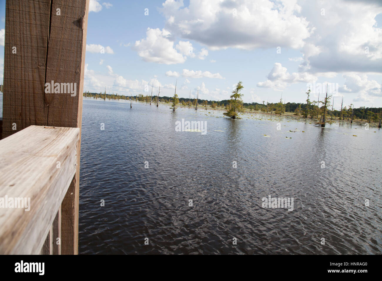 Healthy green swamp trees against a deep blue sky Stock Photo - Alamy