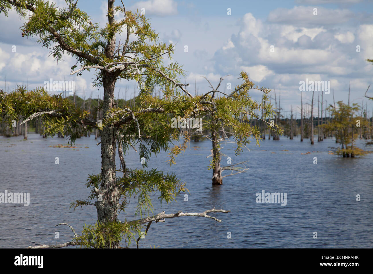 Healthy green swamp trees against a deep blue sky Stock Photo - Alamy