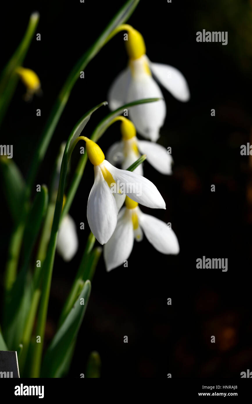 Galanthus ronald mckenzie hi-res stock photography and images - Alamy