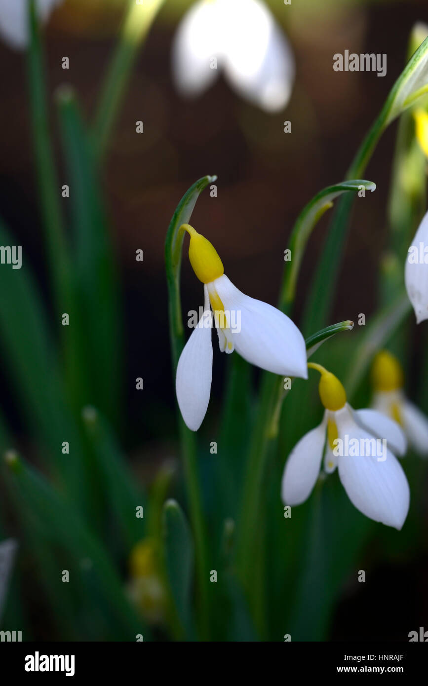 Galanthus ronald mckenzie hi-res stock photography and images - Alamy