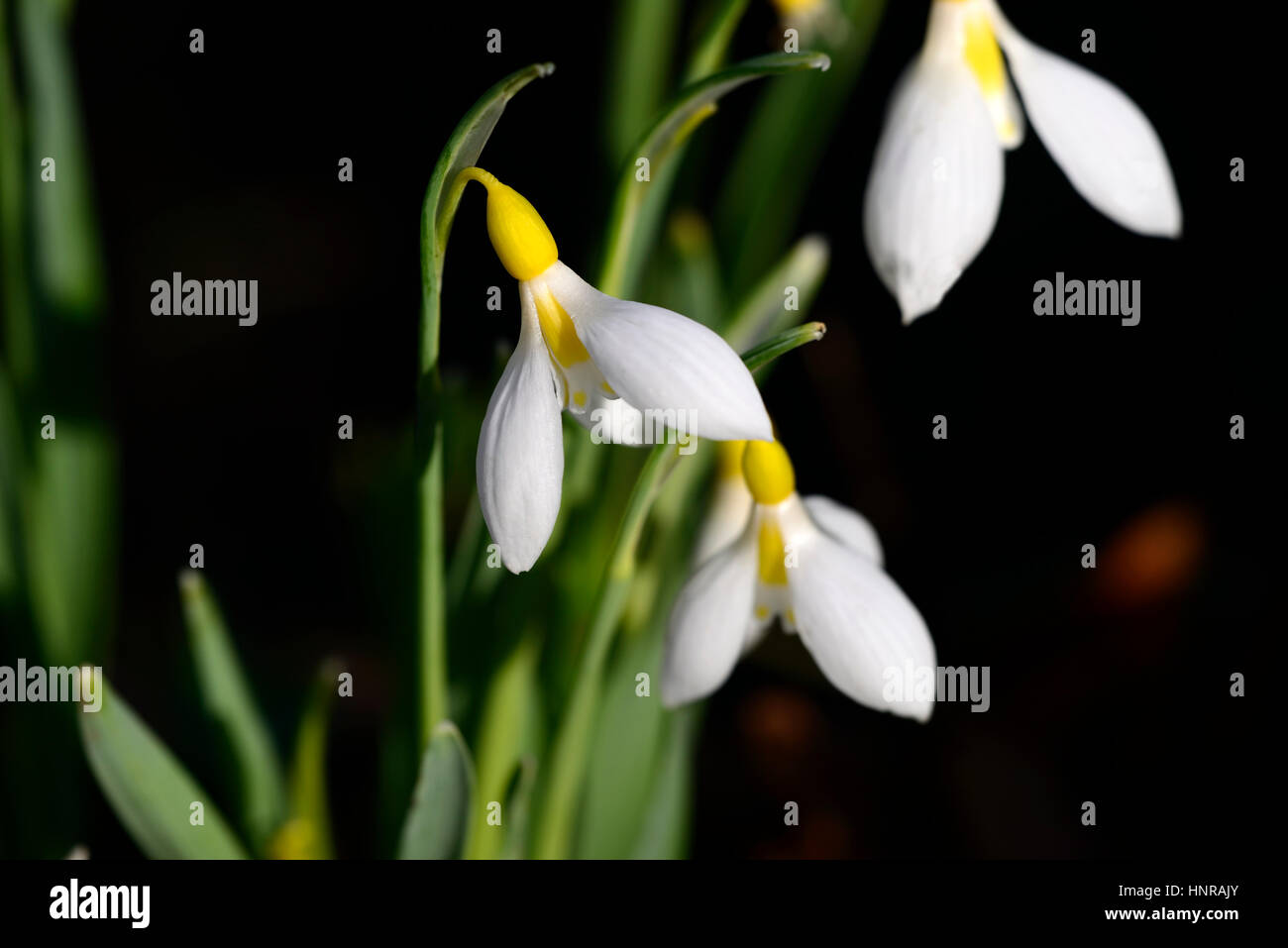 Galanthus ronald mckenzie hi-res stock photography and images - Alamy
