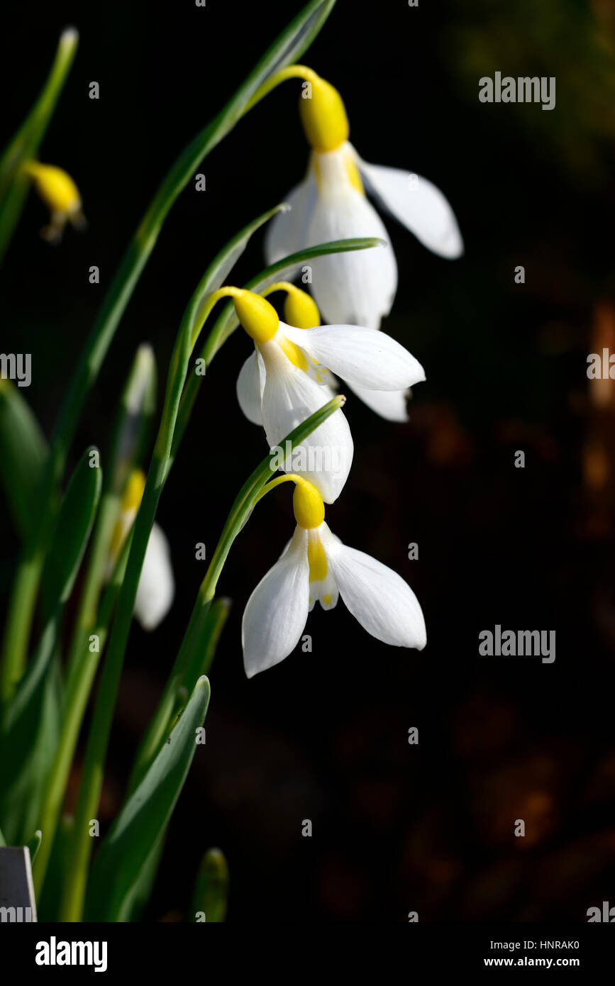 Galanthus ronald mckenzie hi-res stock photography and images - Alamy