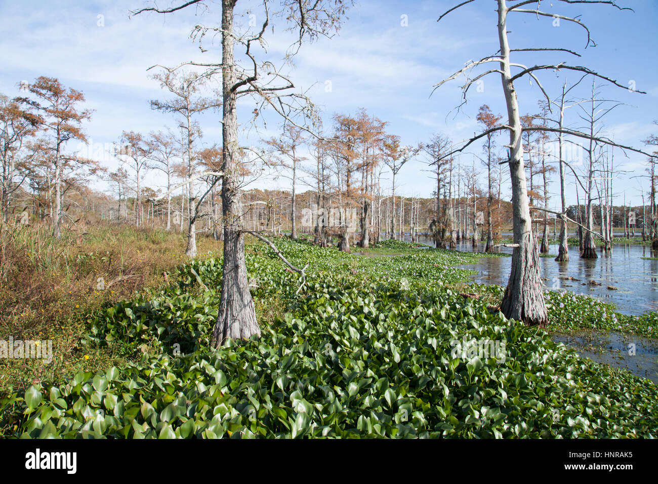 Mississippi delta swamp hi-res stock photography and images - Alamy