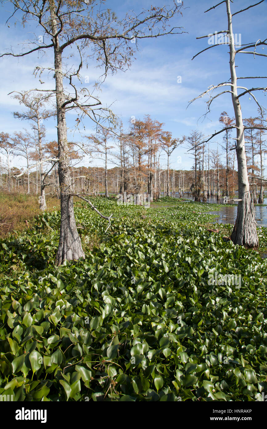 Louisiana Swamp Plants