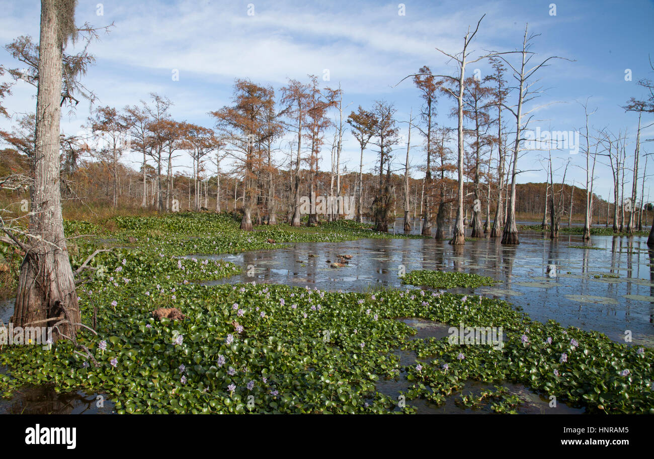 Trees and green foliage in a pretty swamp Stock Photo - Alamy