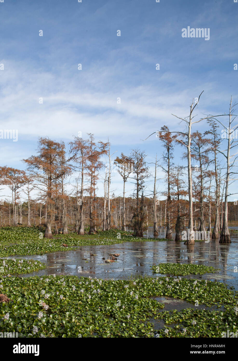 Trees and green foliage in a pretty swamp Stock Photo - Alamy