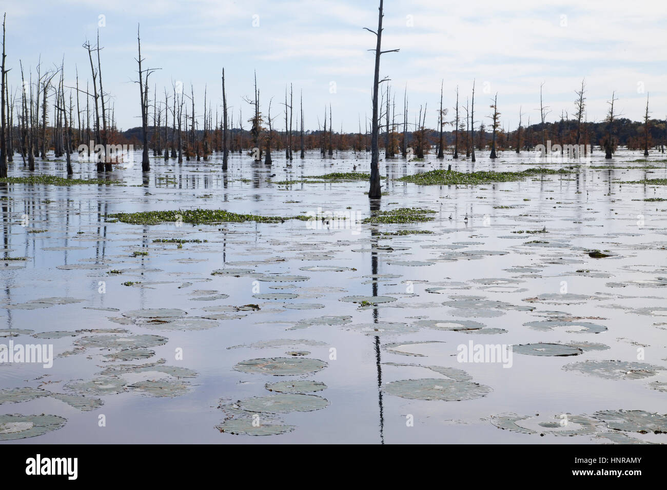 Field of lily pads in a swamp with trees lining the background Stock ...