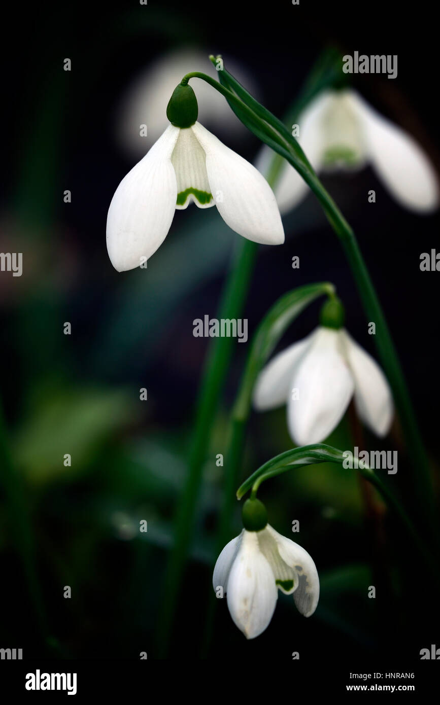 galanthus straffan, snowdrop, snowdrops, spring, flower, flowers ...
