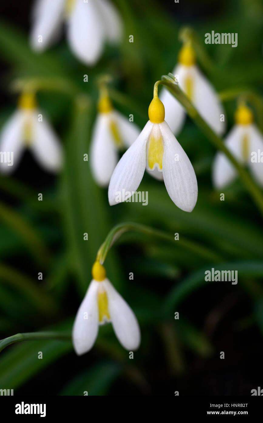 Wendy's gold snowdrop hi-res stock photography and images - Alamy