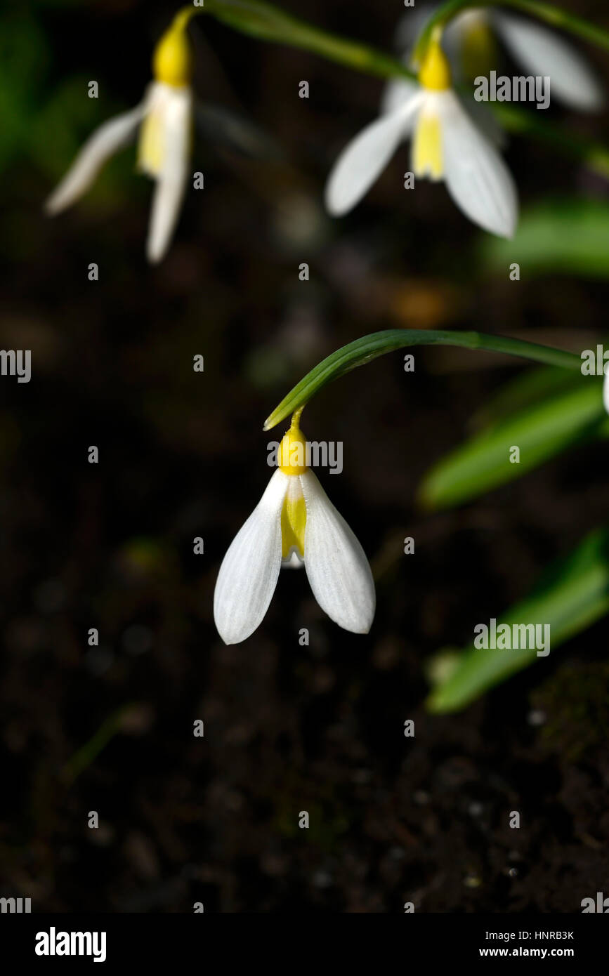 Wendy’s gold snowdrop hi-res stock photography and images - Alamy