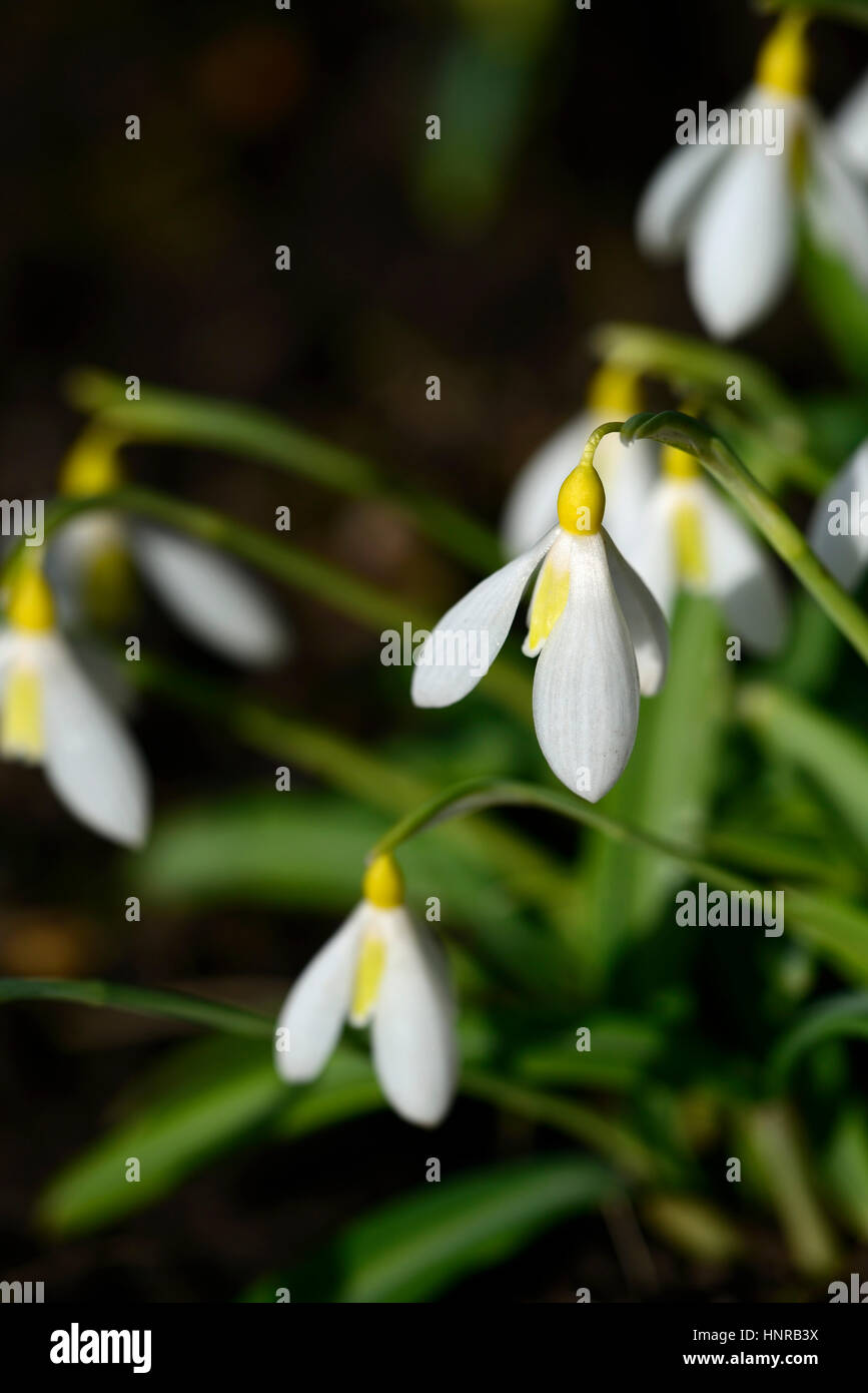 galanthus wendy's gold, yellow, snowdrop, snowdrops, spring, flower ...