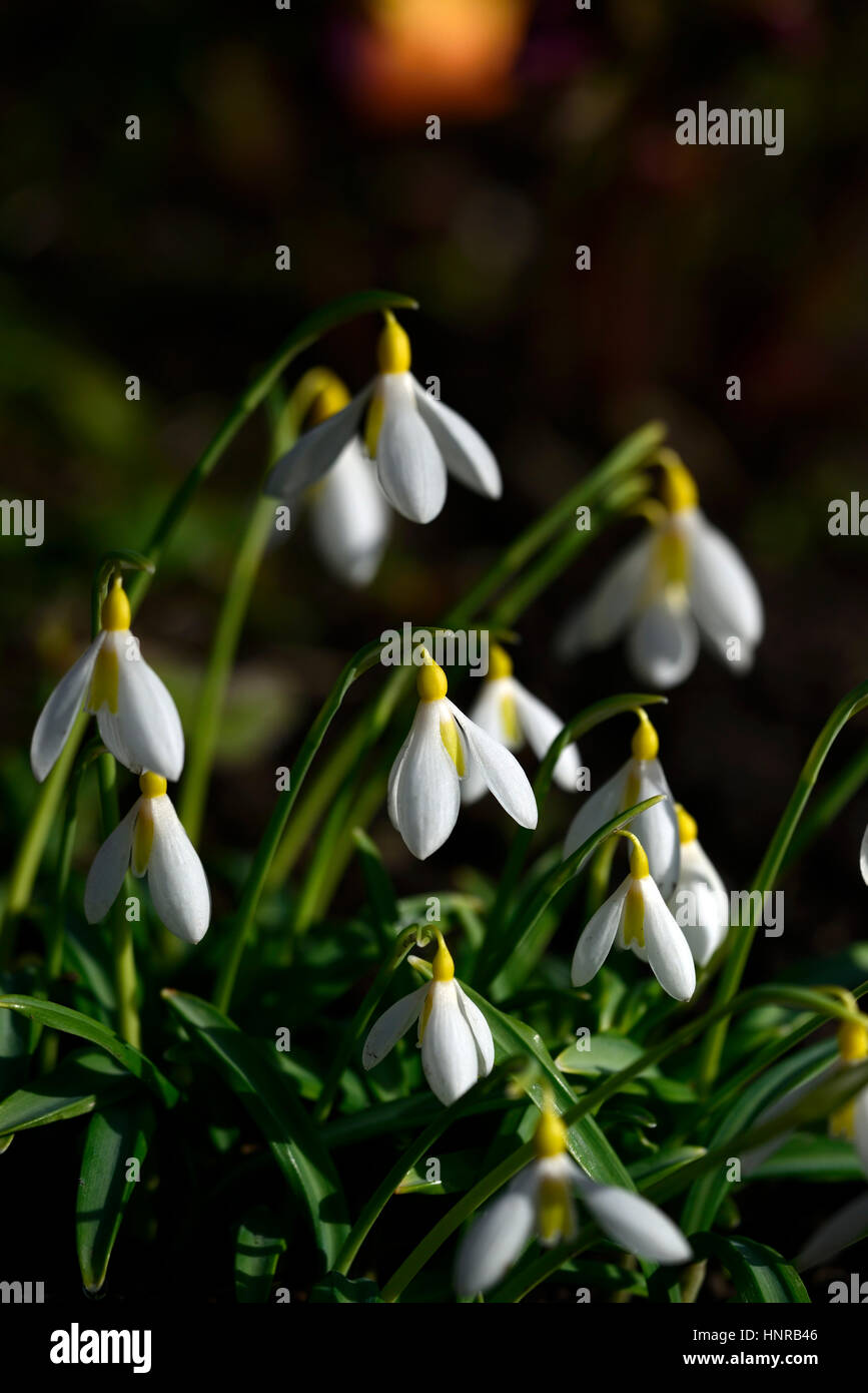 Wendy’s gold snowdrop hi-res stock photography and images - Alamy