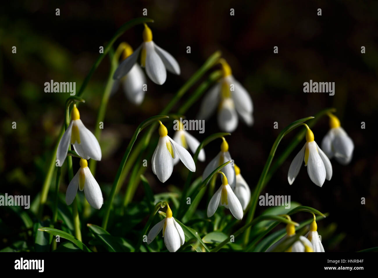 galanthus wendy's gold, yellow, snowdrop, snowdrops, spring, flower ...