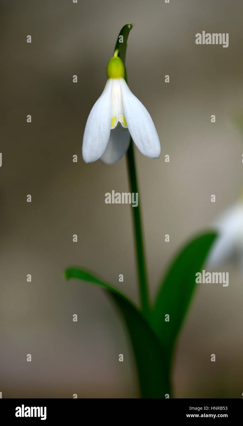 Elizabeth harrison snowdrop hi-res stock photography and images - Alamy