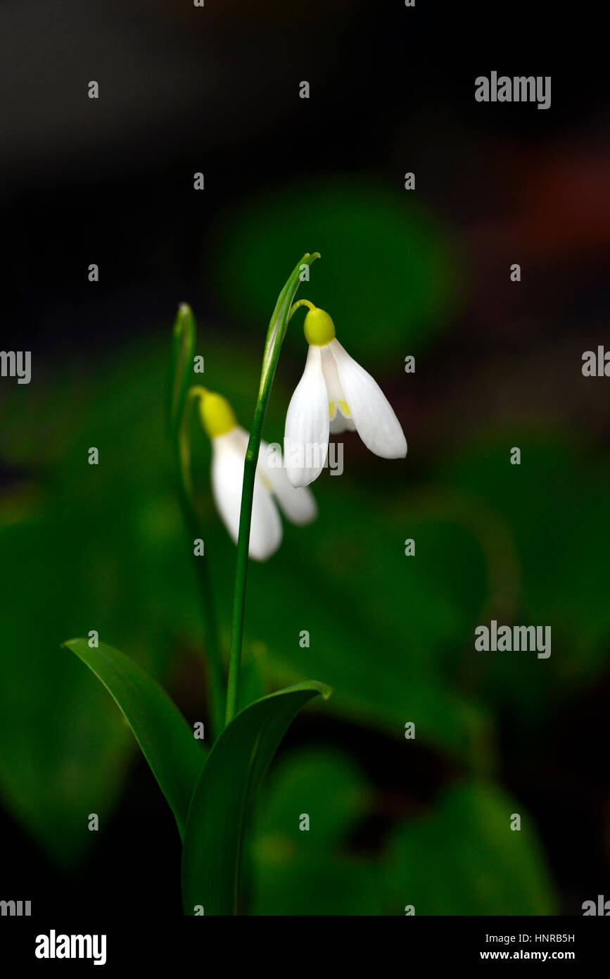 Galanthus woronowii Elizabeth Harrison, yellow, snowdrop, snowdrops ...