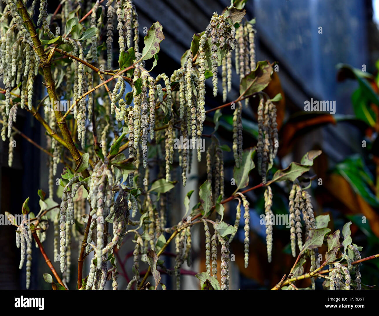 garrya elliptica james roof, quinnie bush, tassles, flowers, flowering ...