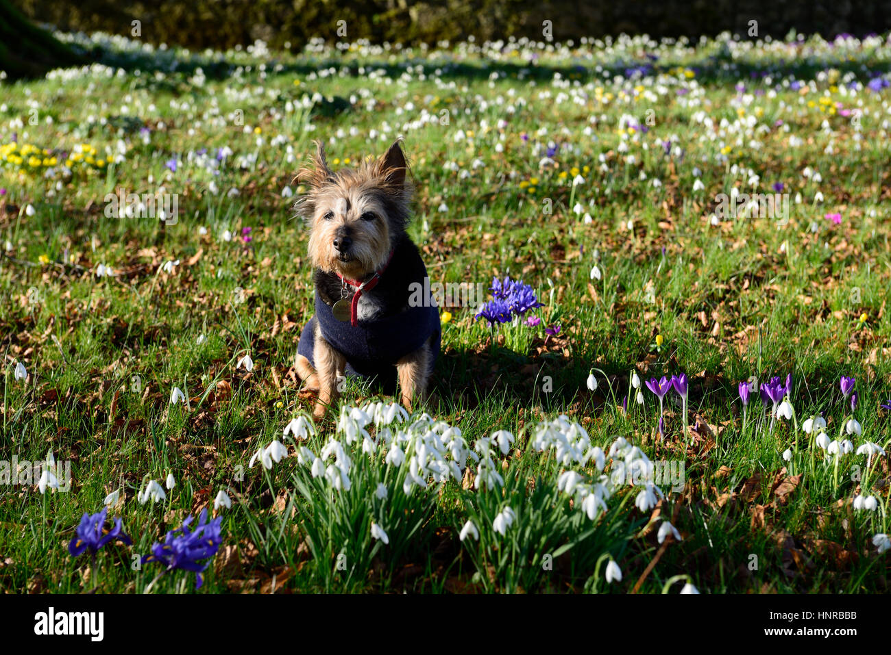 Shinrone hi-res stock photography and images - Alamy