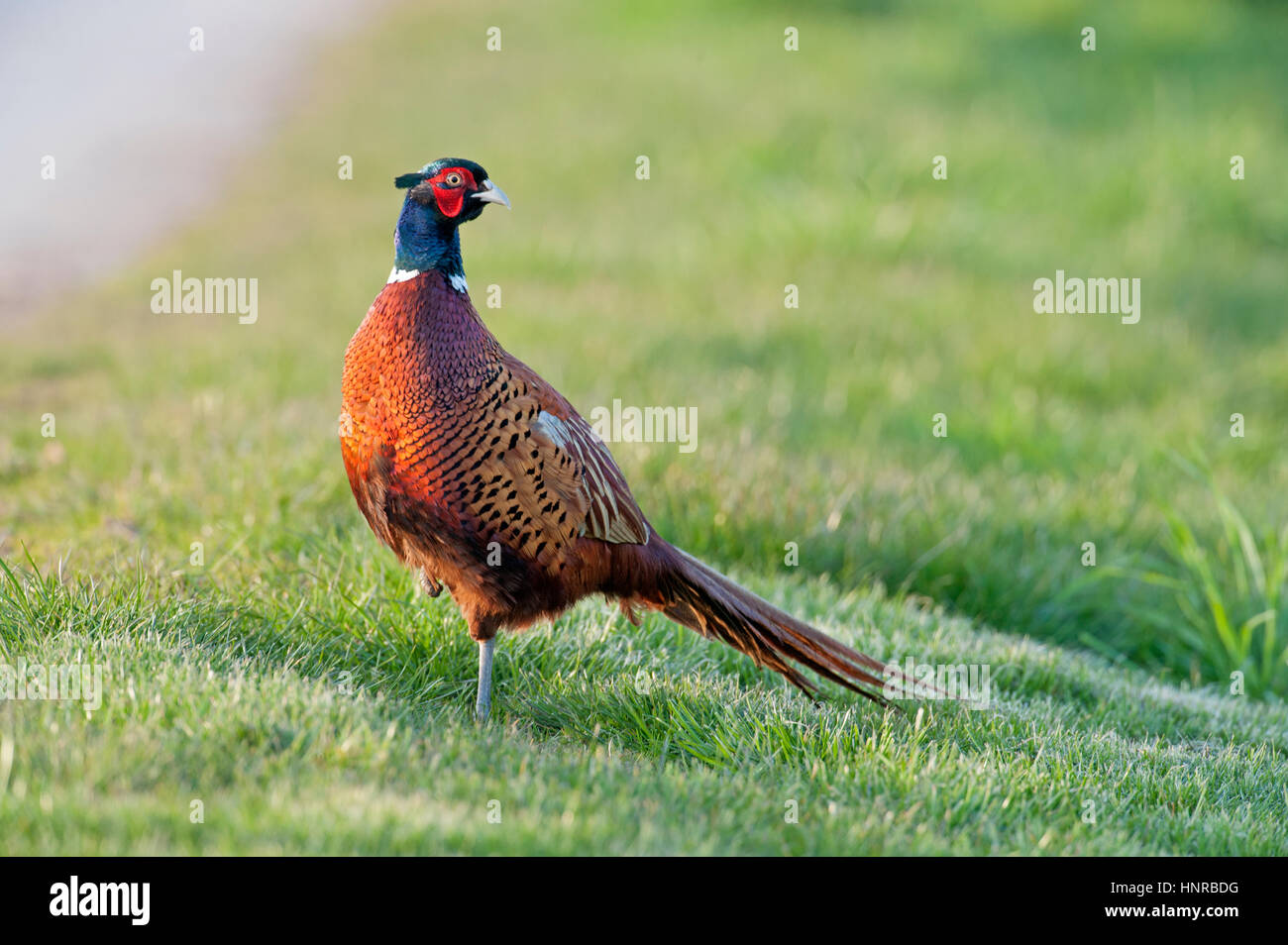 Pheasant (Phasianus colchicus) on grass standing on one leg looking ...
