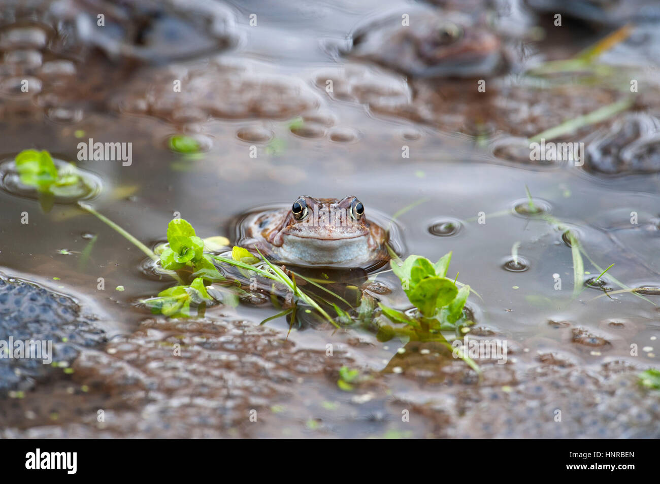 Common Frogs (Rana temporaria) and frogspawn Stock Photo - Alamy