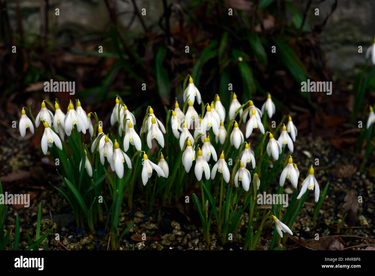 Galanthus lutescens snowdrop hi-res stock photography and images - Alamy